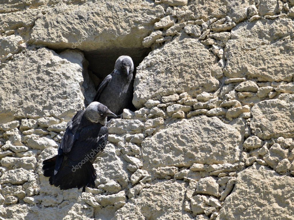 Guacamayo euroasiático (Corvus monedula), Grecia 2024