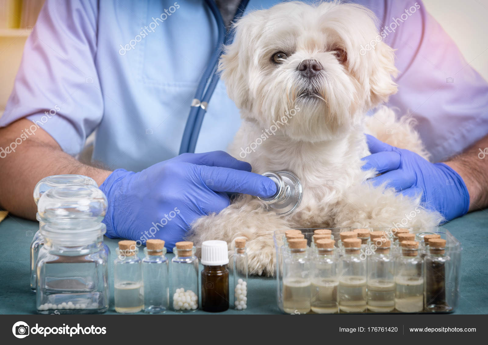 Vet checking a dog with a stethoscope Stock Photo by ©Amaviael 176761420