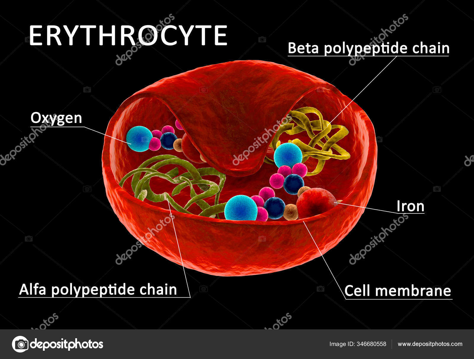 Structure Red Blood Cell Erythrocyte Visible Hemoglobine Polypetide ...