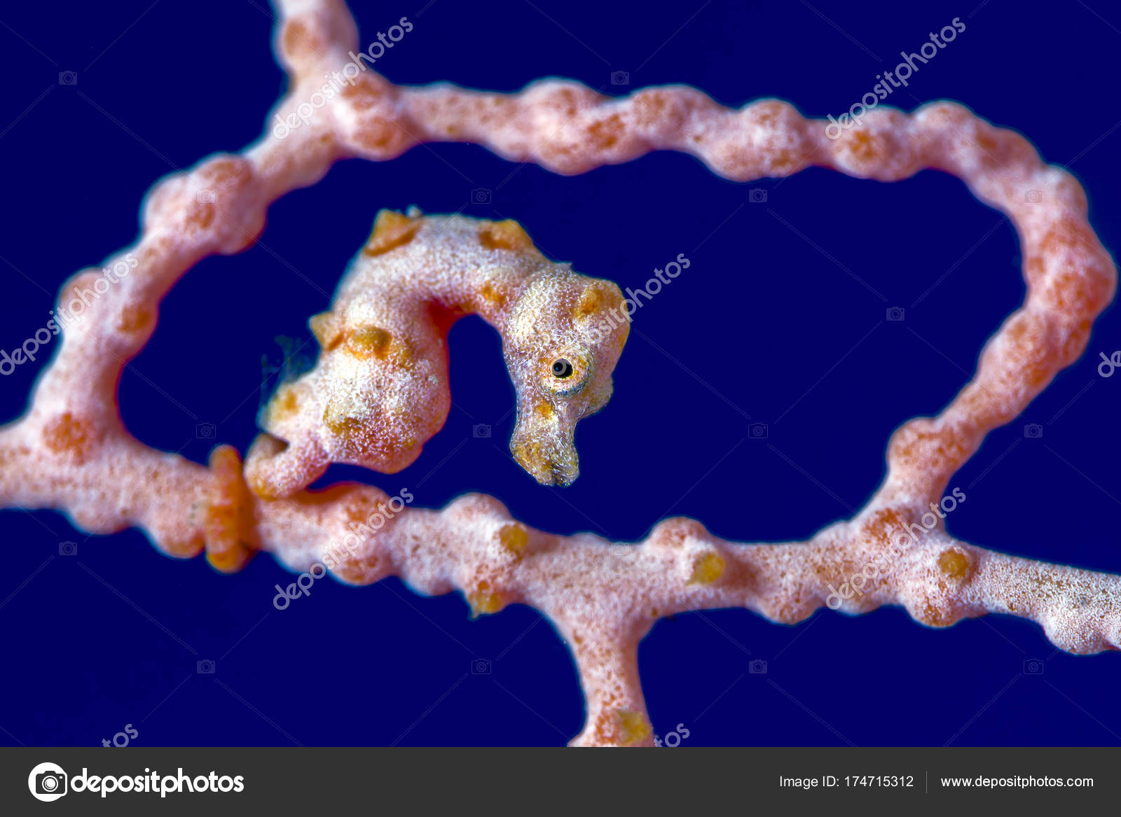 Worlds Smallest Seahorse