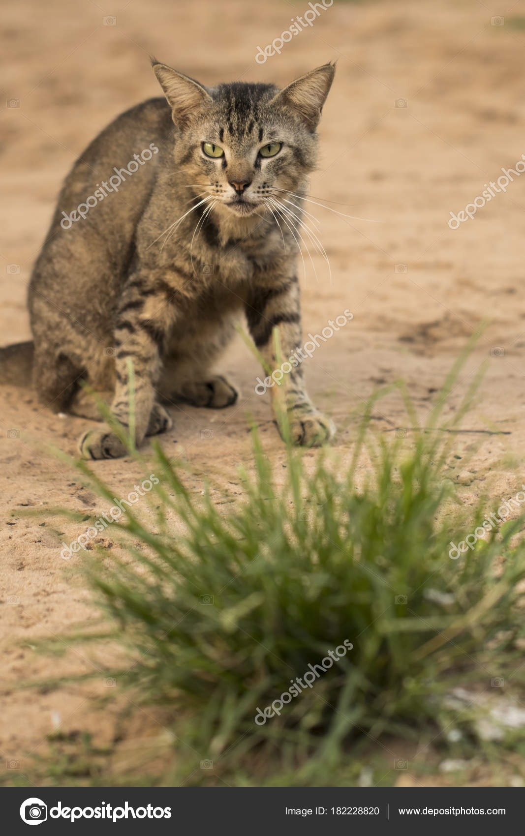 Scary cat staring at camera prepeared to attack. Macro lens. — Stock ...