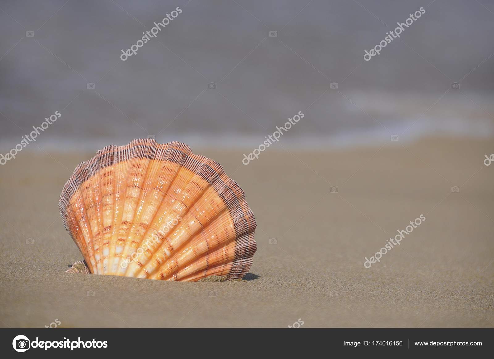 Scallop Shell Lyropecten Subnodosus Beach Stock Photo by ...