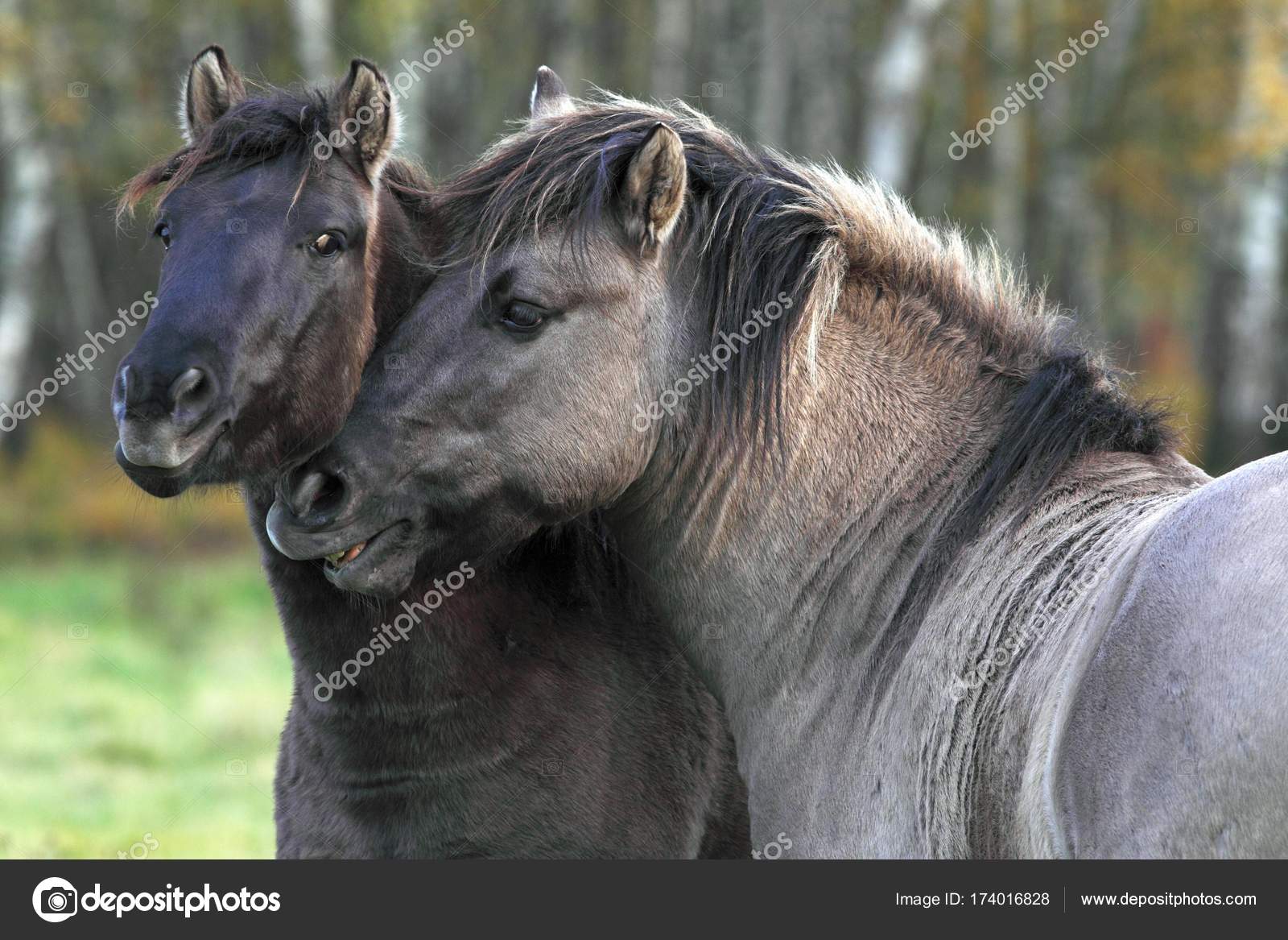 Two Horses Nuzzling