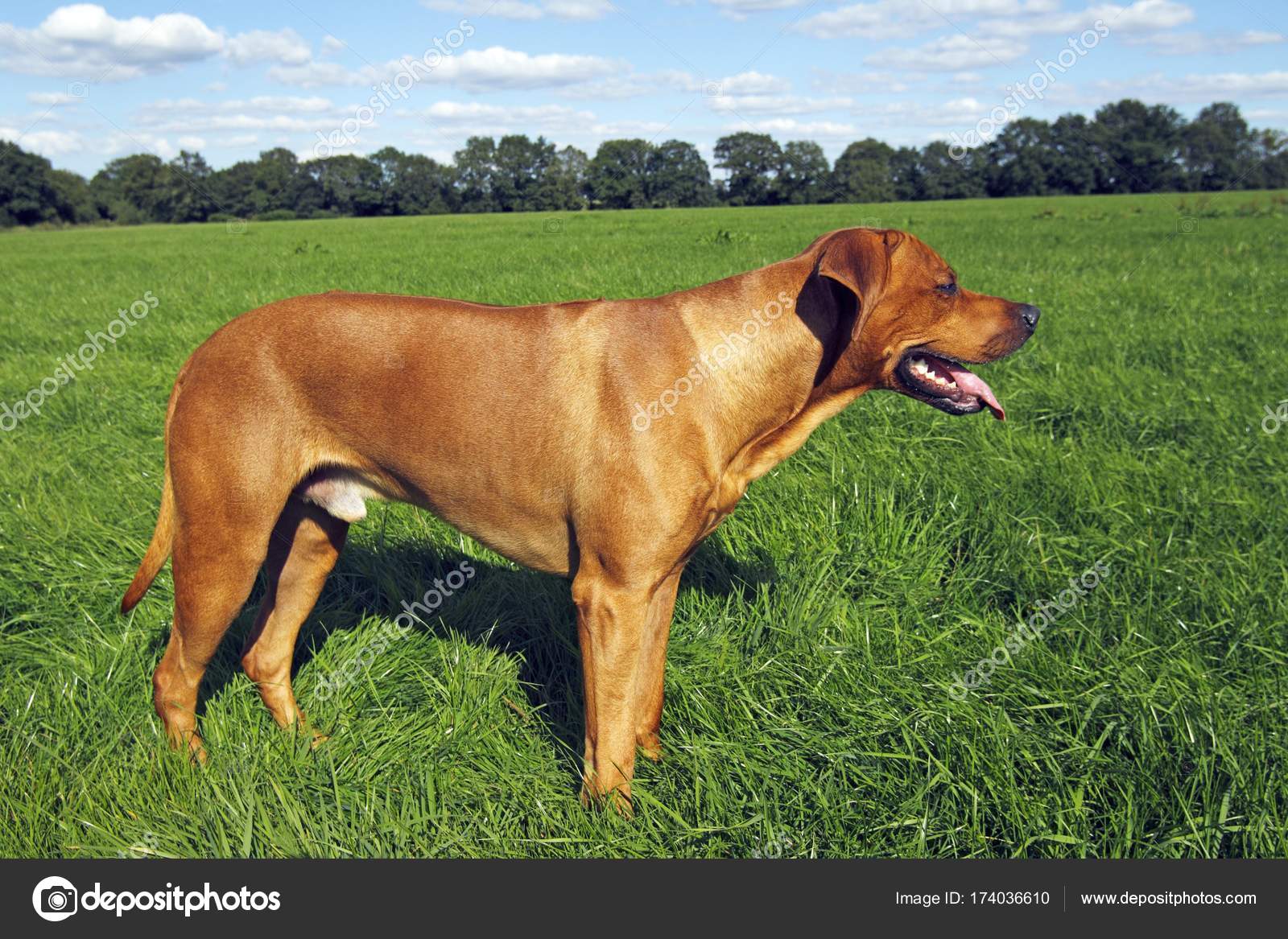 Rhodesian Ridgeback Dog Green Field Grass Standing — Stock Photo ...