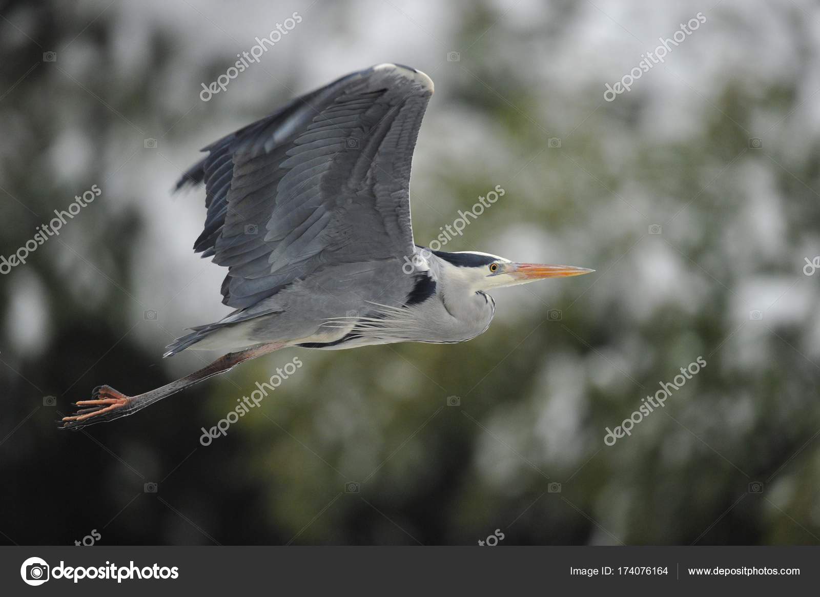 Flying Grey Heron Stock Photo by ©imagebrokermicrostock 174076164