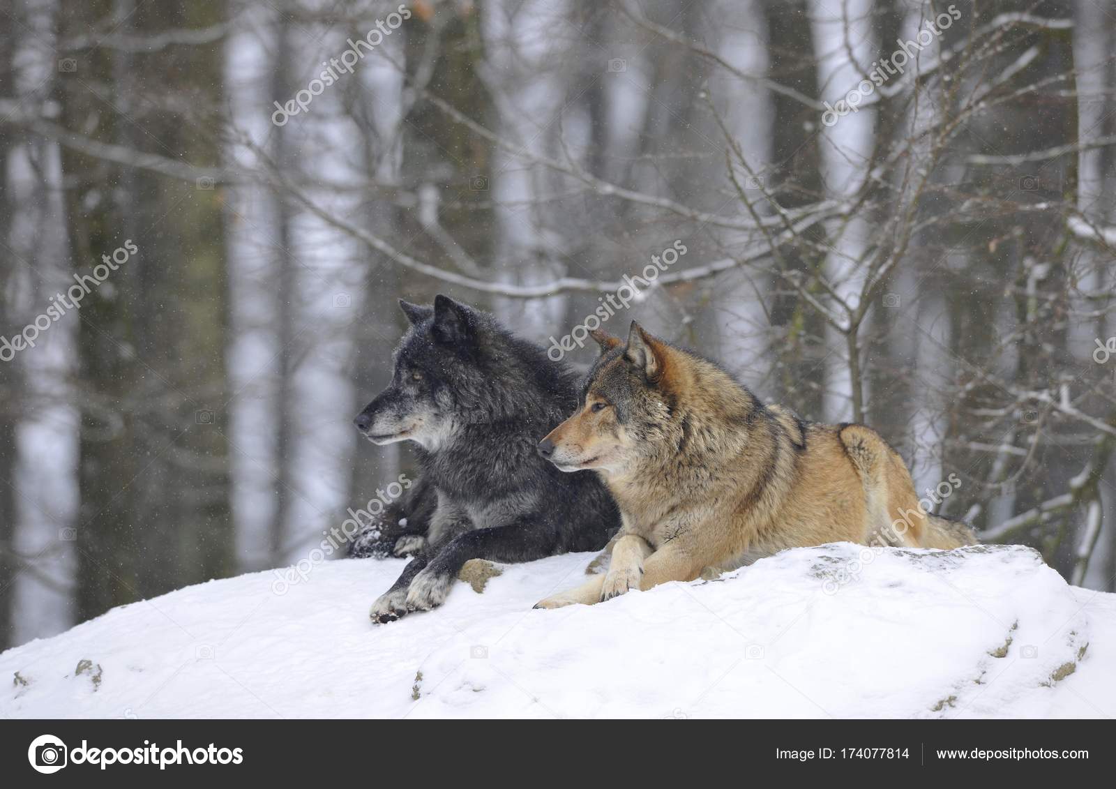 Mackenzie Valley Wolf