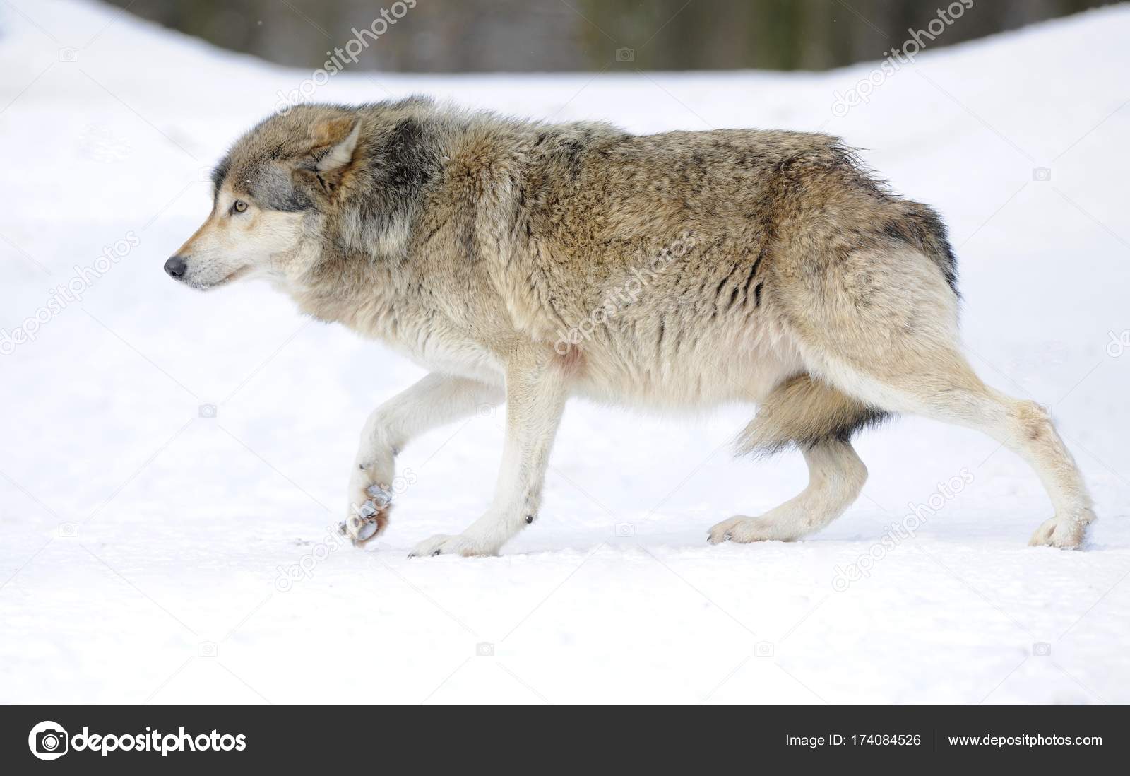 Alaskan Timber Wolf