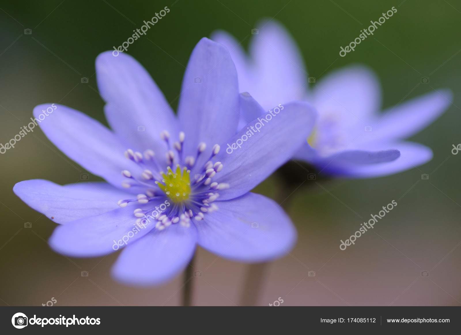 Transylvanian Hepatica Hepatica Transsylvanica Stock Photo by ...
