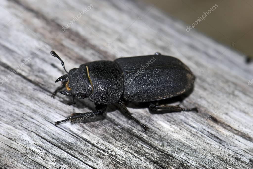 Escarabajo del ciervo menor, insecto paralelipipedus de Dorcus en ...