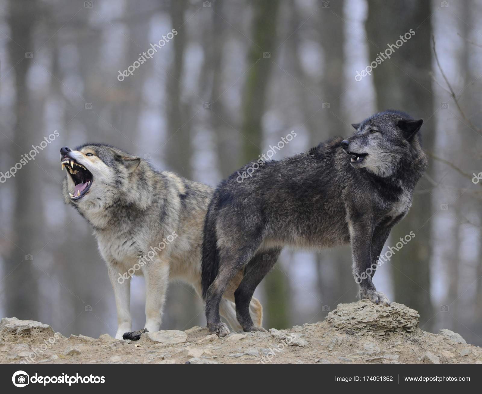 Mackenzie Valley Timber Wolf