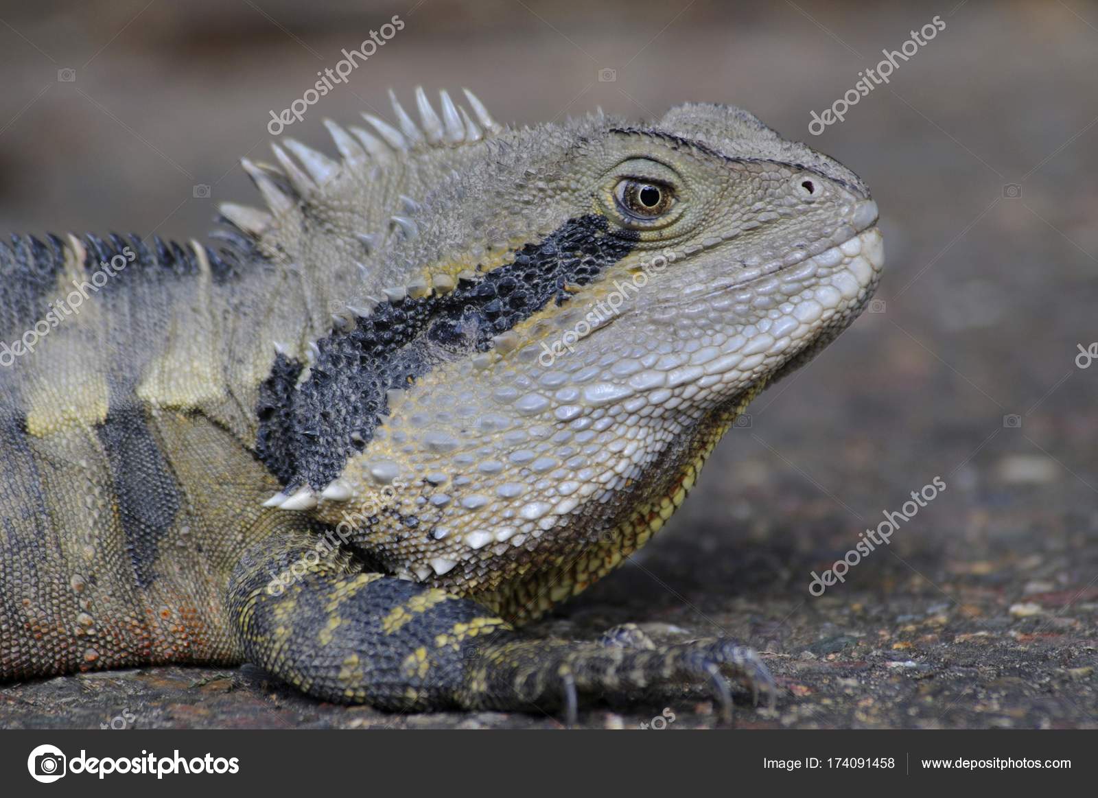 Australian Water Dragon Physignathus Lesueurii Australia Oceania Stock ...