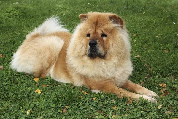 Samson Stock Photos, Royalty Free Samson Images | Depositphotos