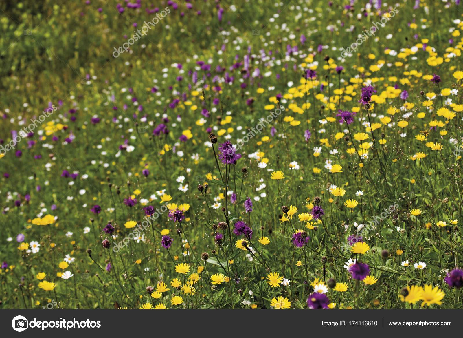 Pradera Flores Silvestres Verano: fotografía de stock ...