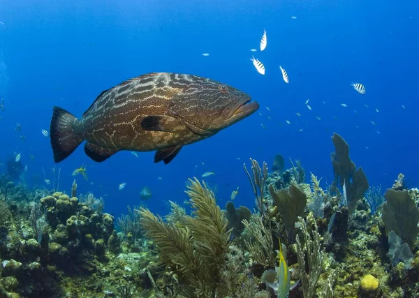 Black grouper Stock Photos, Royalty Free Black grouper Images ...