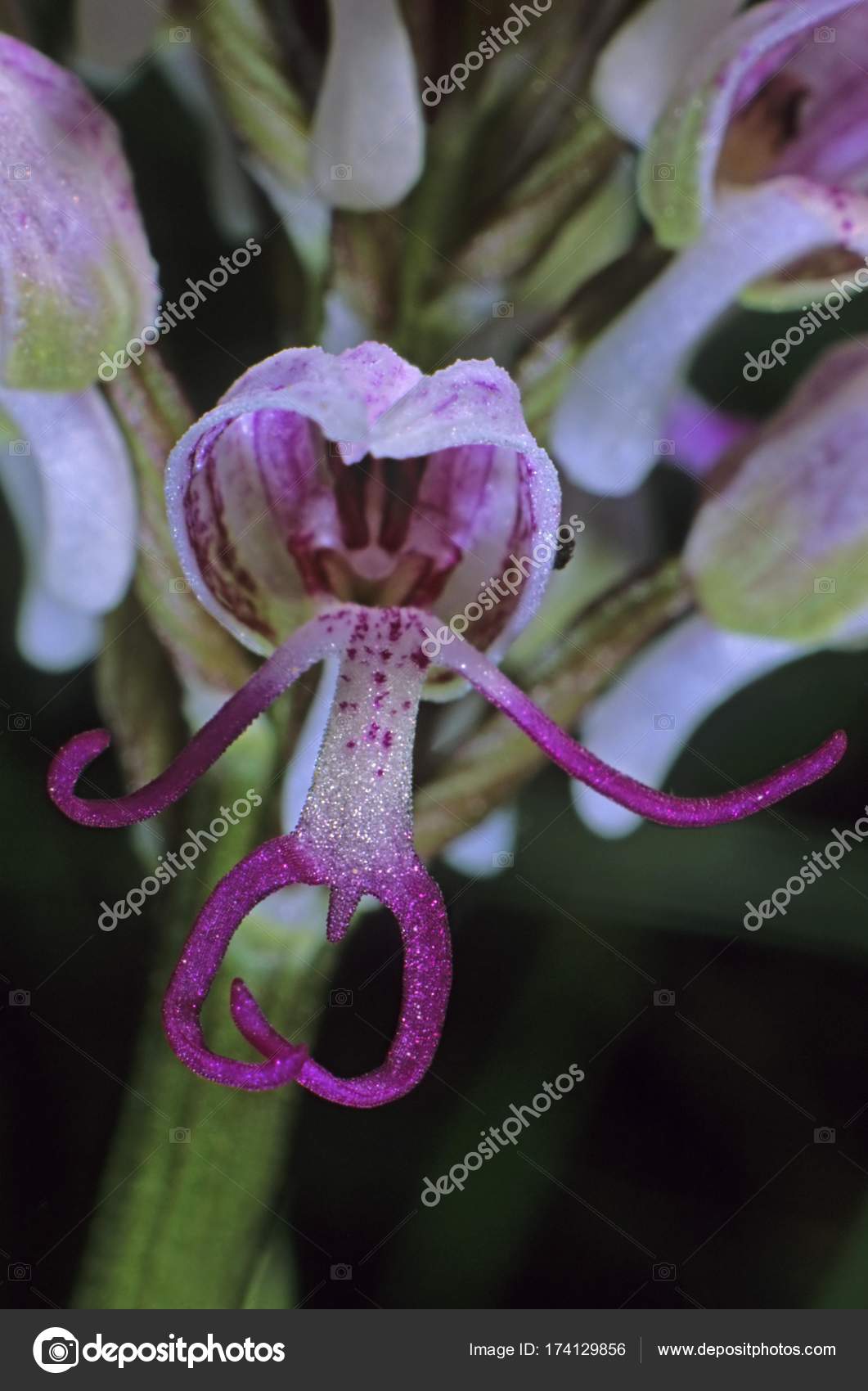 Orquídea Mono Orchis Simia Flor Sola — Foto de stock #174129856 ...