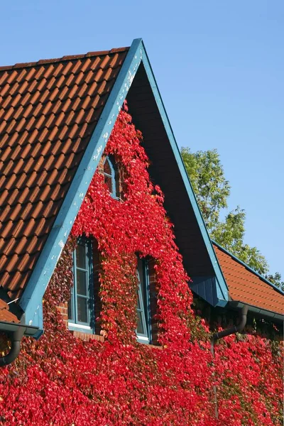 Boston Ivy, trilobed creeper in autumn, three-pointed Virginia Creeper ...