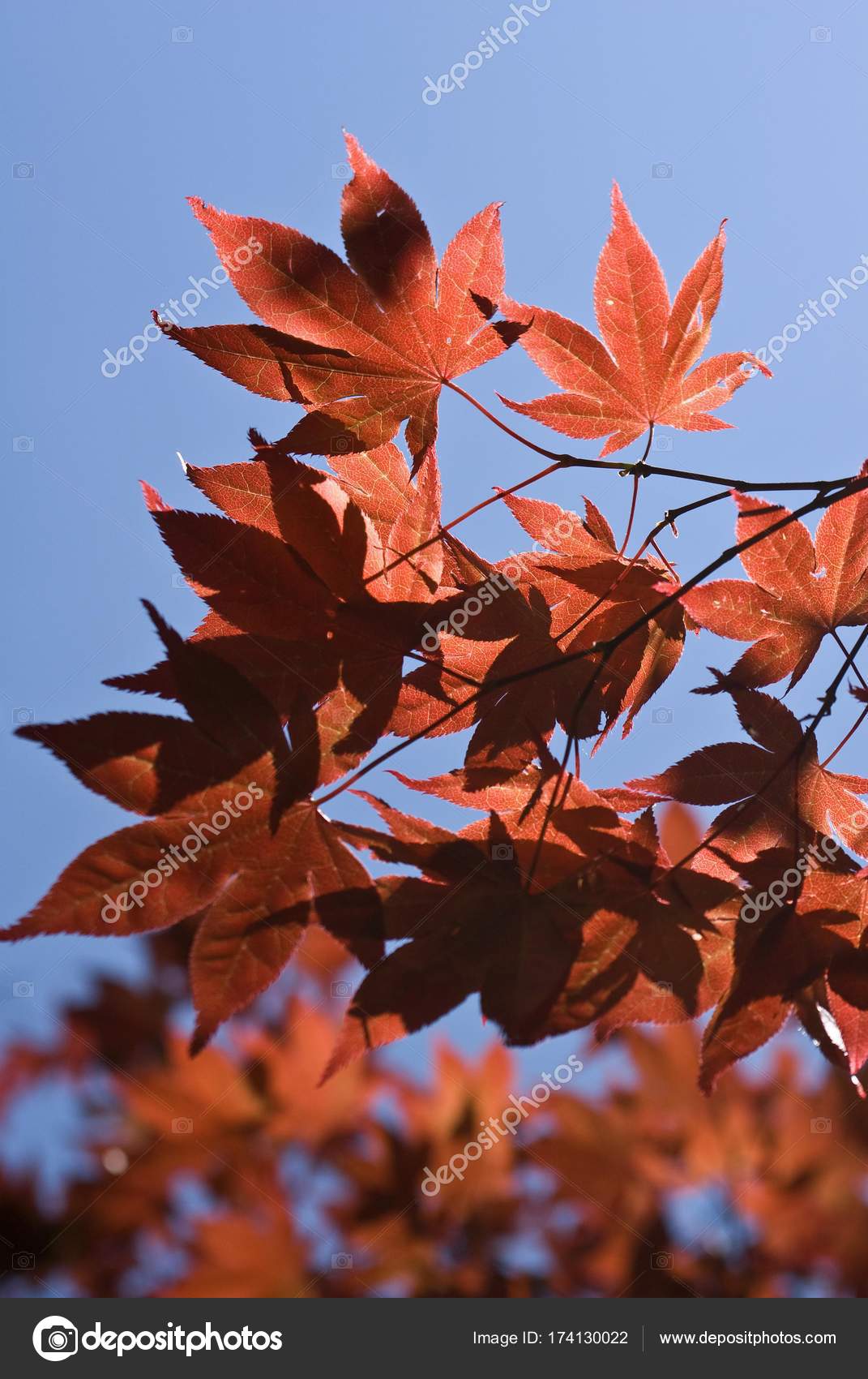 Arce Japonés Acer Palmatum Tree — Foto de stock #174130022 ...