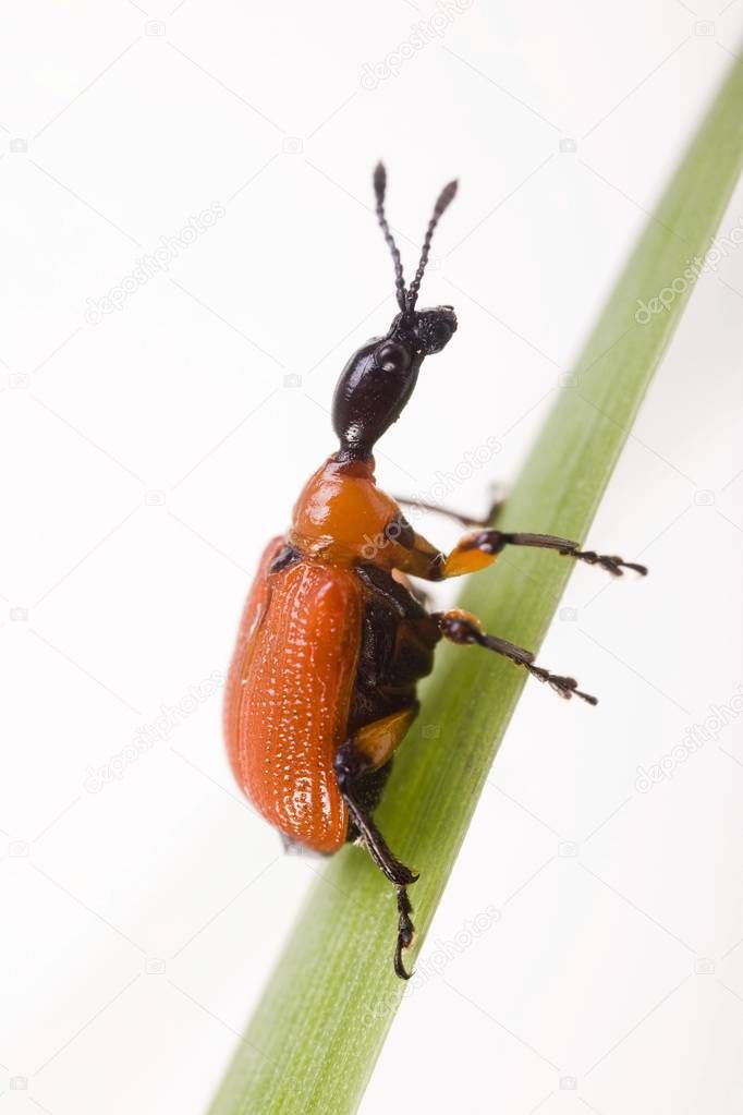 Hazel Error de rodillo de hoja, Apoderus coryli 2022