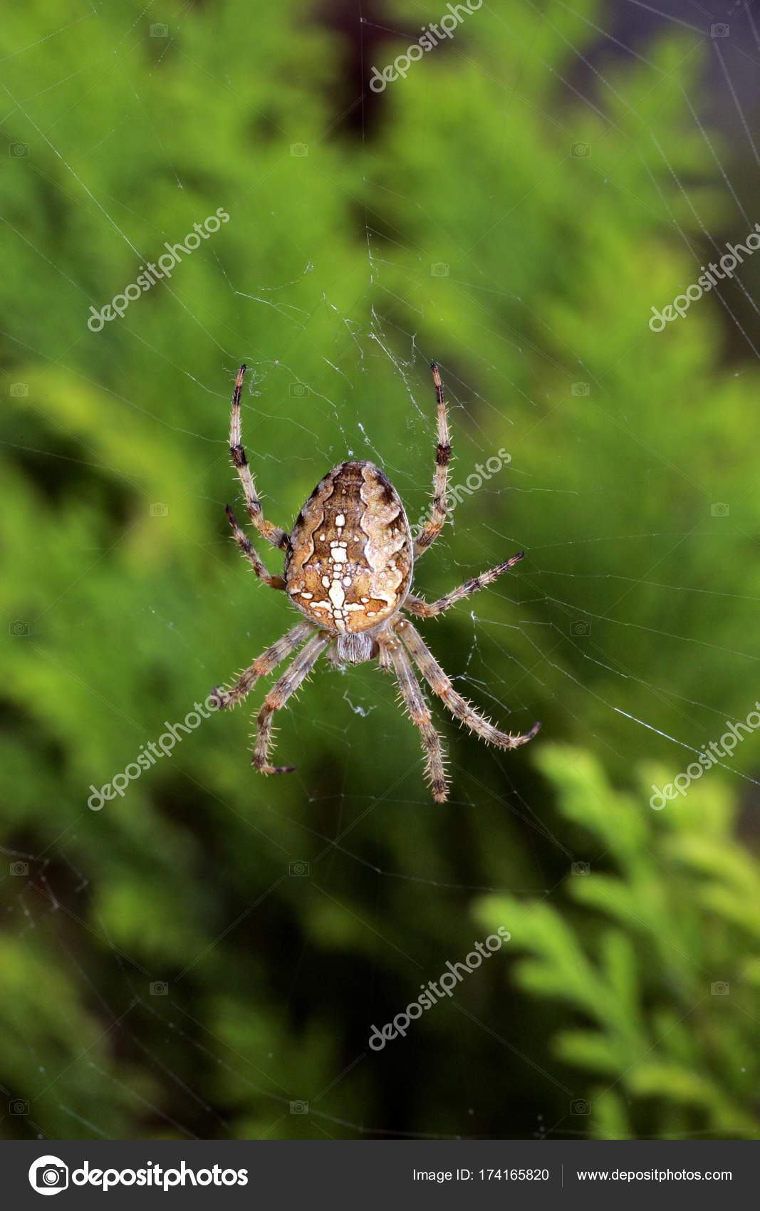 European Garden Spider Araneus Diadematus — Stock Photo ...