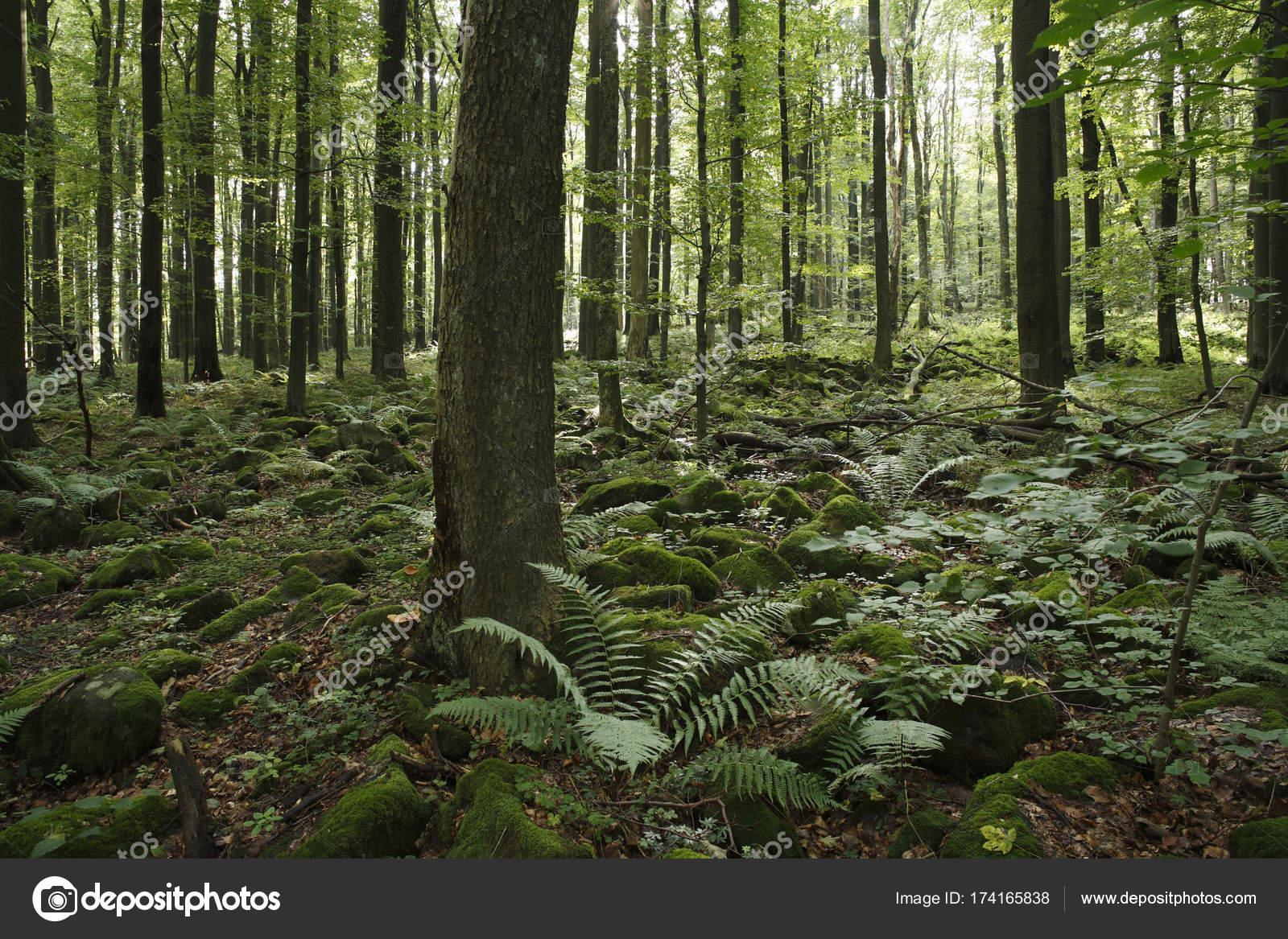 Forest Trees Schafstein Mountain Hesse Germany Stock Photo by ...