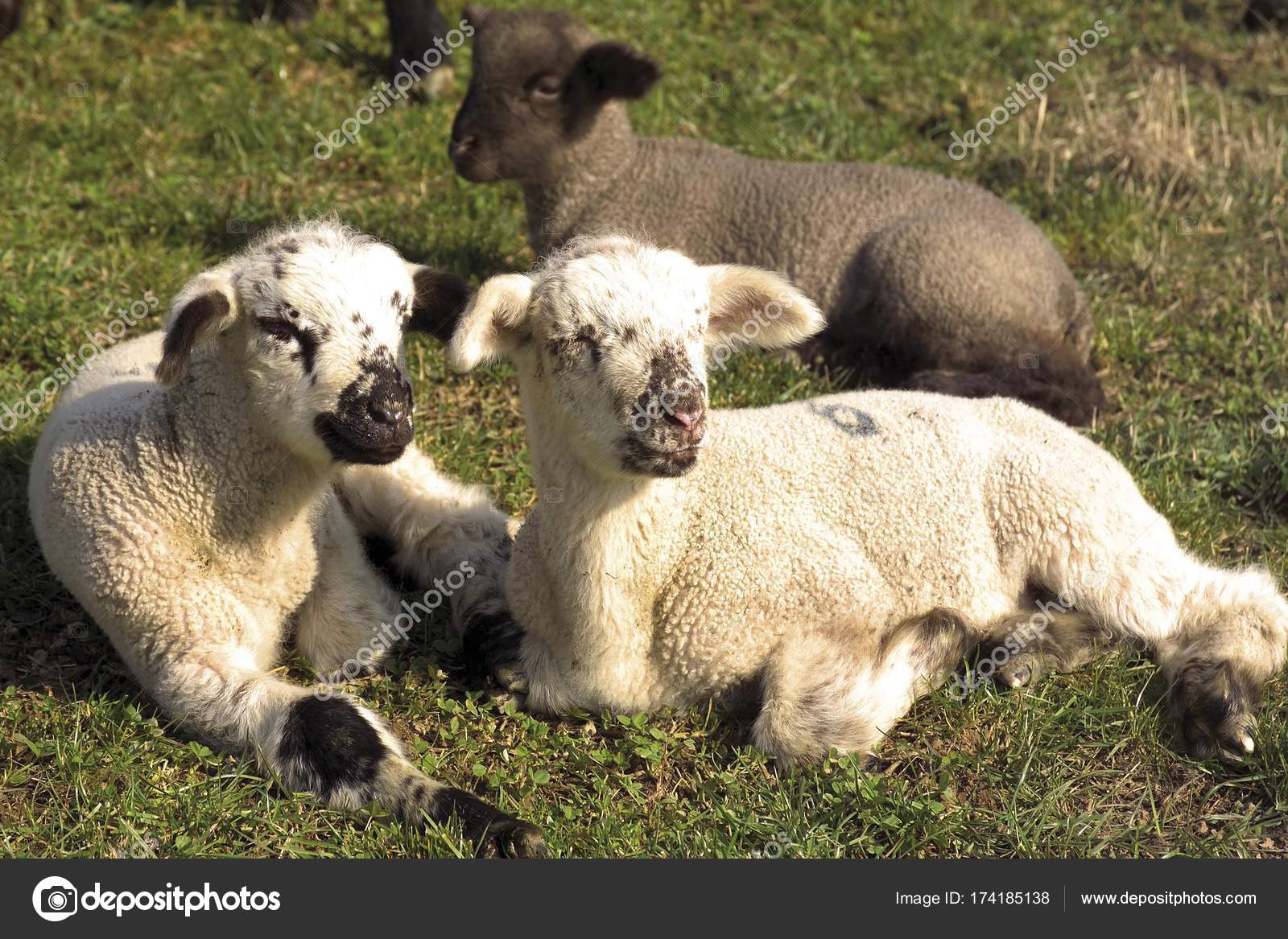 Dozing Lambs Chilling Meadow Sunny Day — Stock Photo ...