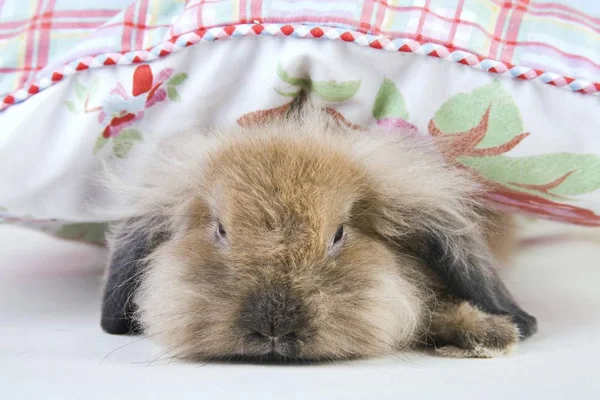 Sleeping bunnies Stock Photos, Royalty Free Sleeping bunnies Images ...