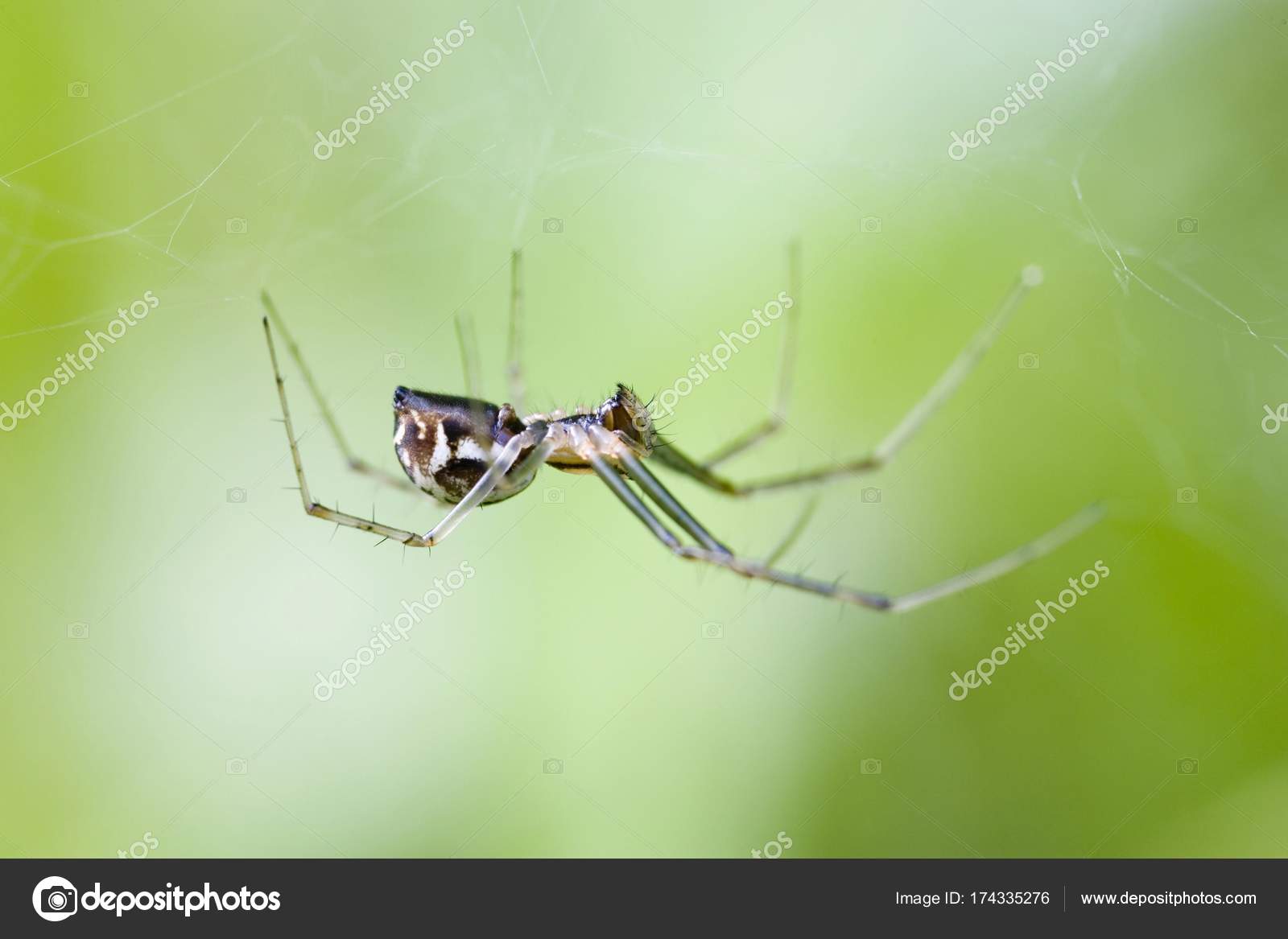 Linyphia Triangularis Spider Outdoors Stock Photo by ...
