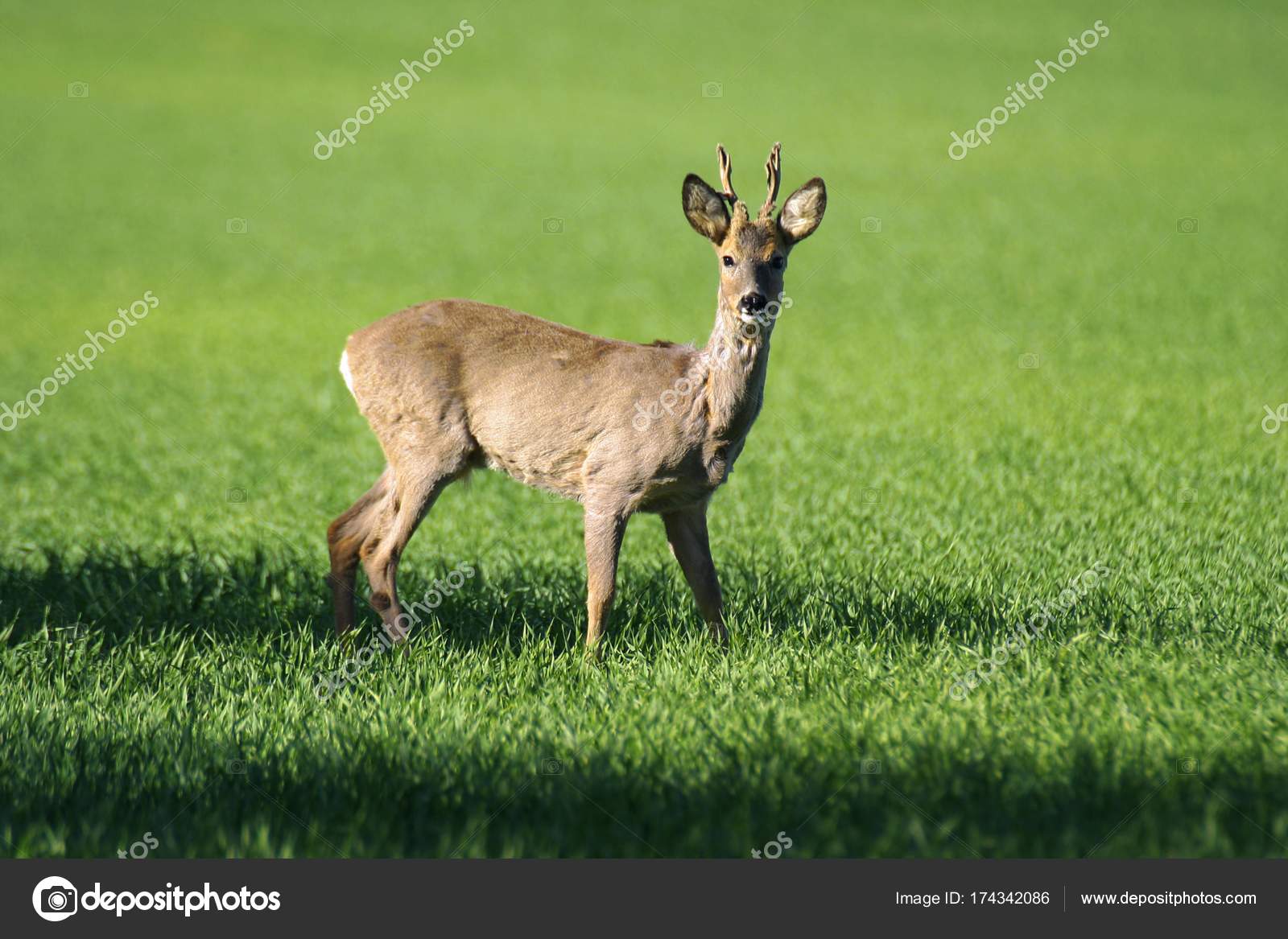 Roe Buck Grain Field — Stock Photo © imagebrokermicrostock #174342086