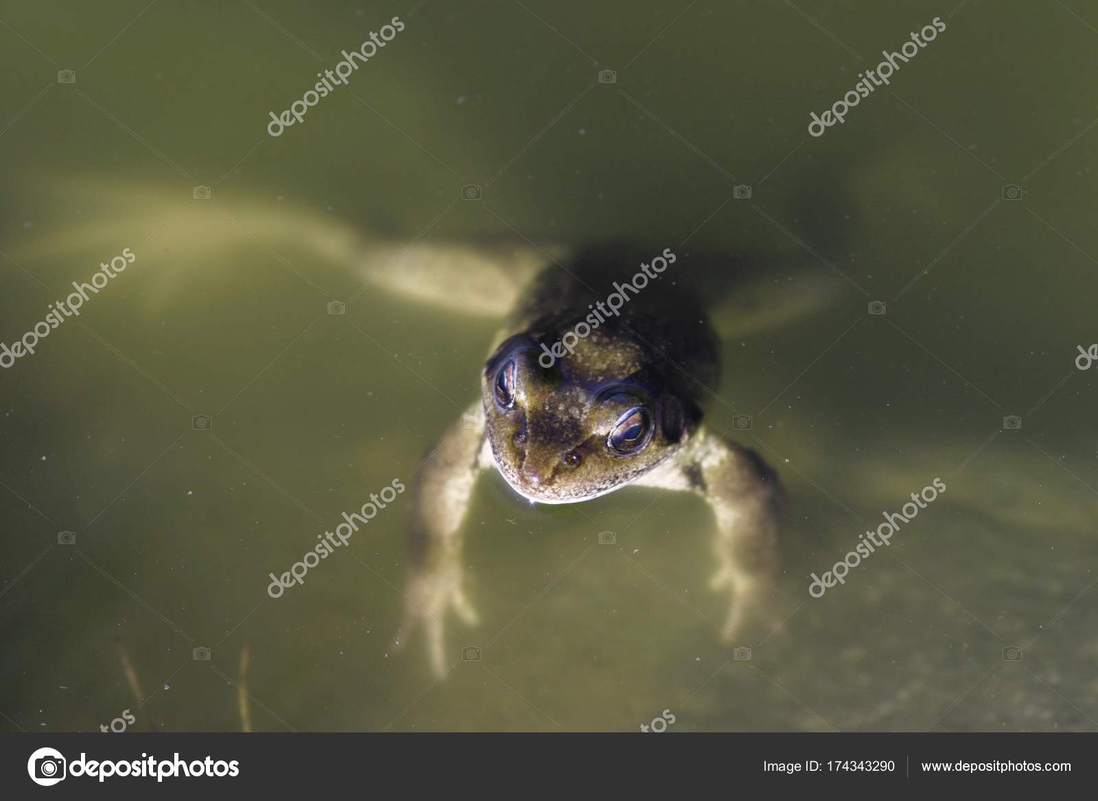 Close Toads Water — Stock Photo © imagebrokermicrostock #174343290