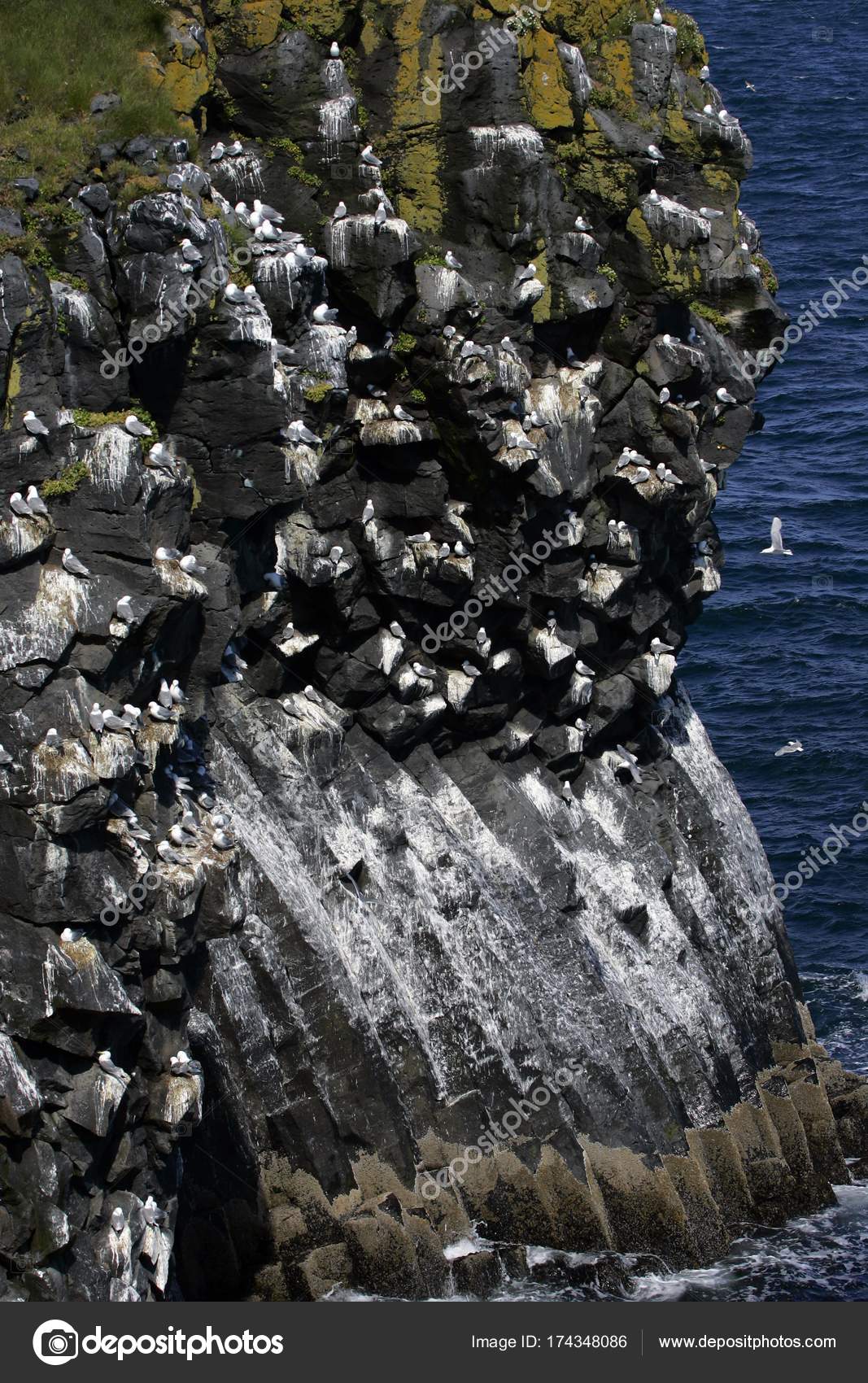 Rocks Kittiwakes Breeding Colony Volcanic Coast Iceland — Stock Photo ...