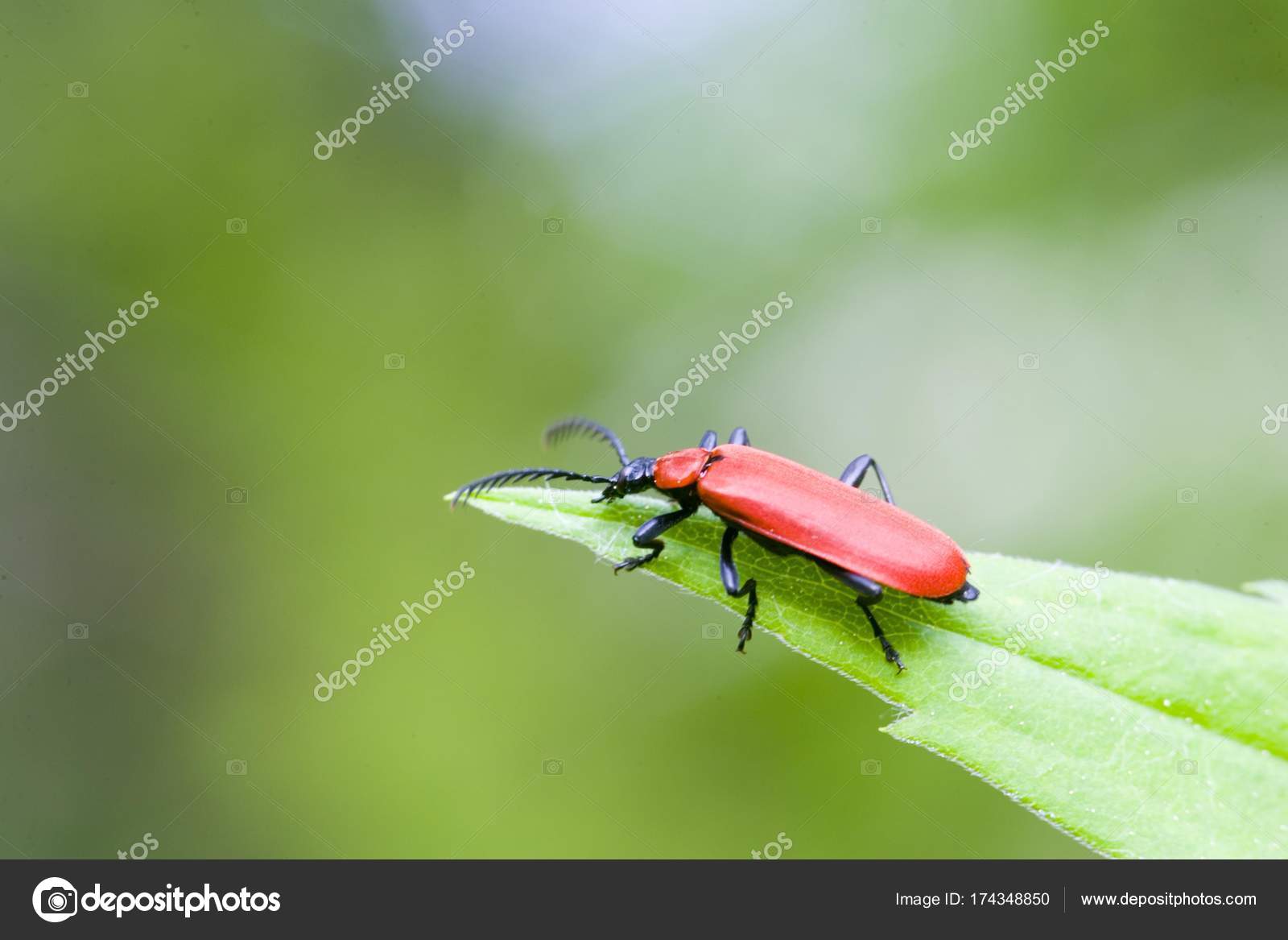 Pyrochroa Coccinena Bug Red Headed Insect Stock Photo by ...