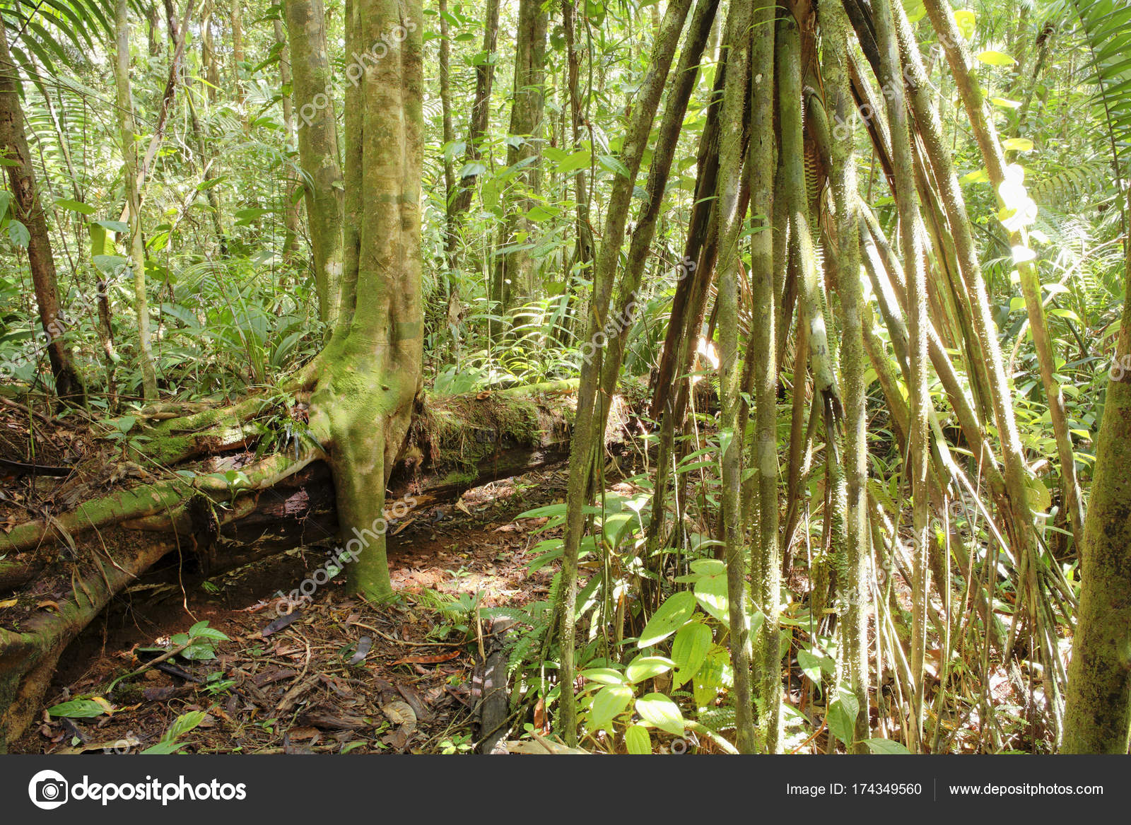 Stilt Root Definition Geography at Molly Stinson blog