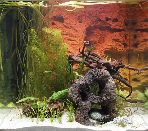 Small aquarium tank Stock Photos, Royalty Free Small aquarium tank ...