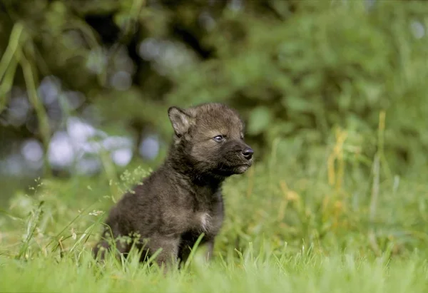 Pictures: black wolf pup | Black Wolf Pup in Flowers — Stock Photo ...