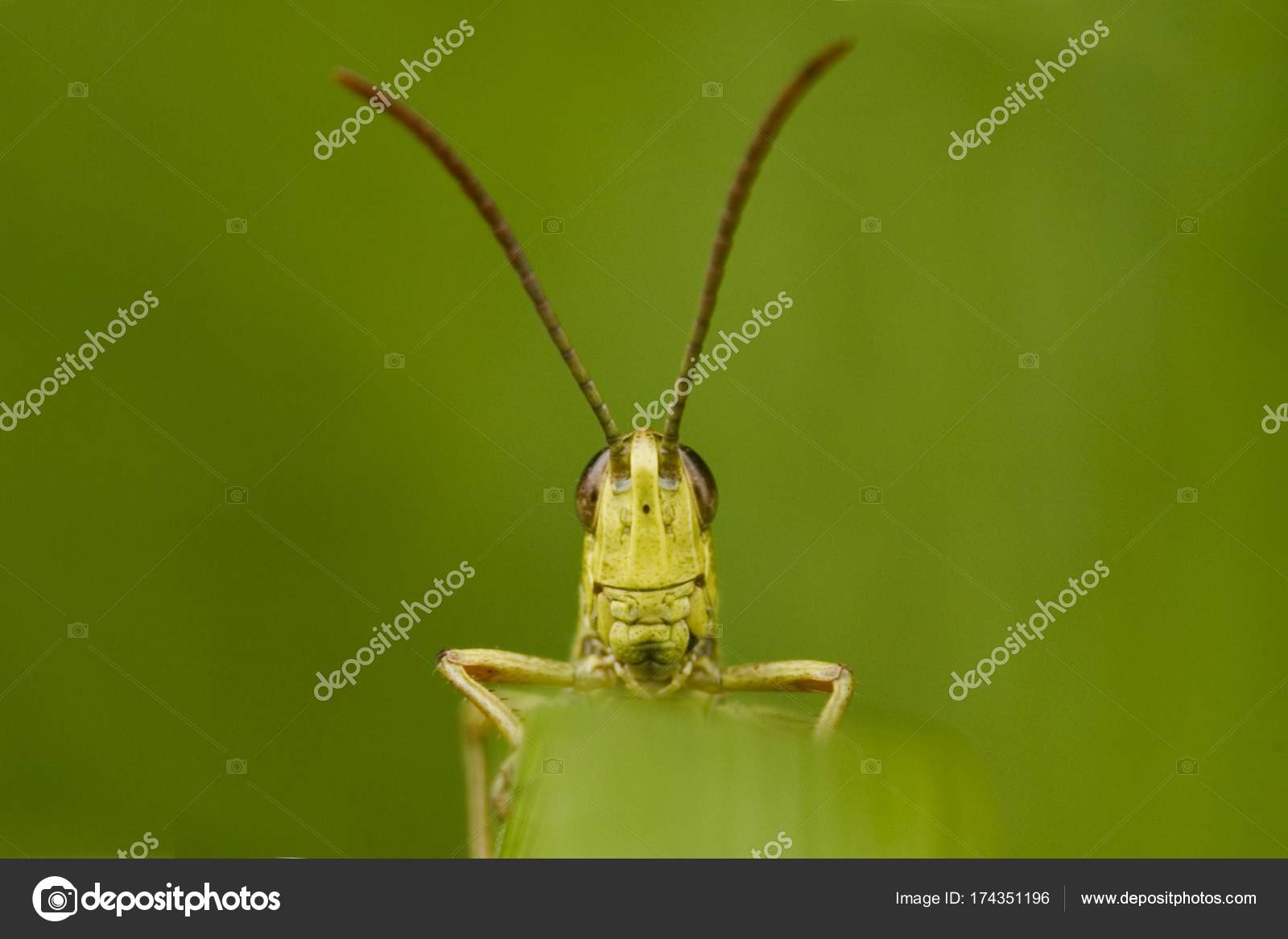 Close Upof Grasshopper Chorthippus Parallelus Sitting Leaf — Stock ...