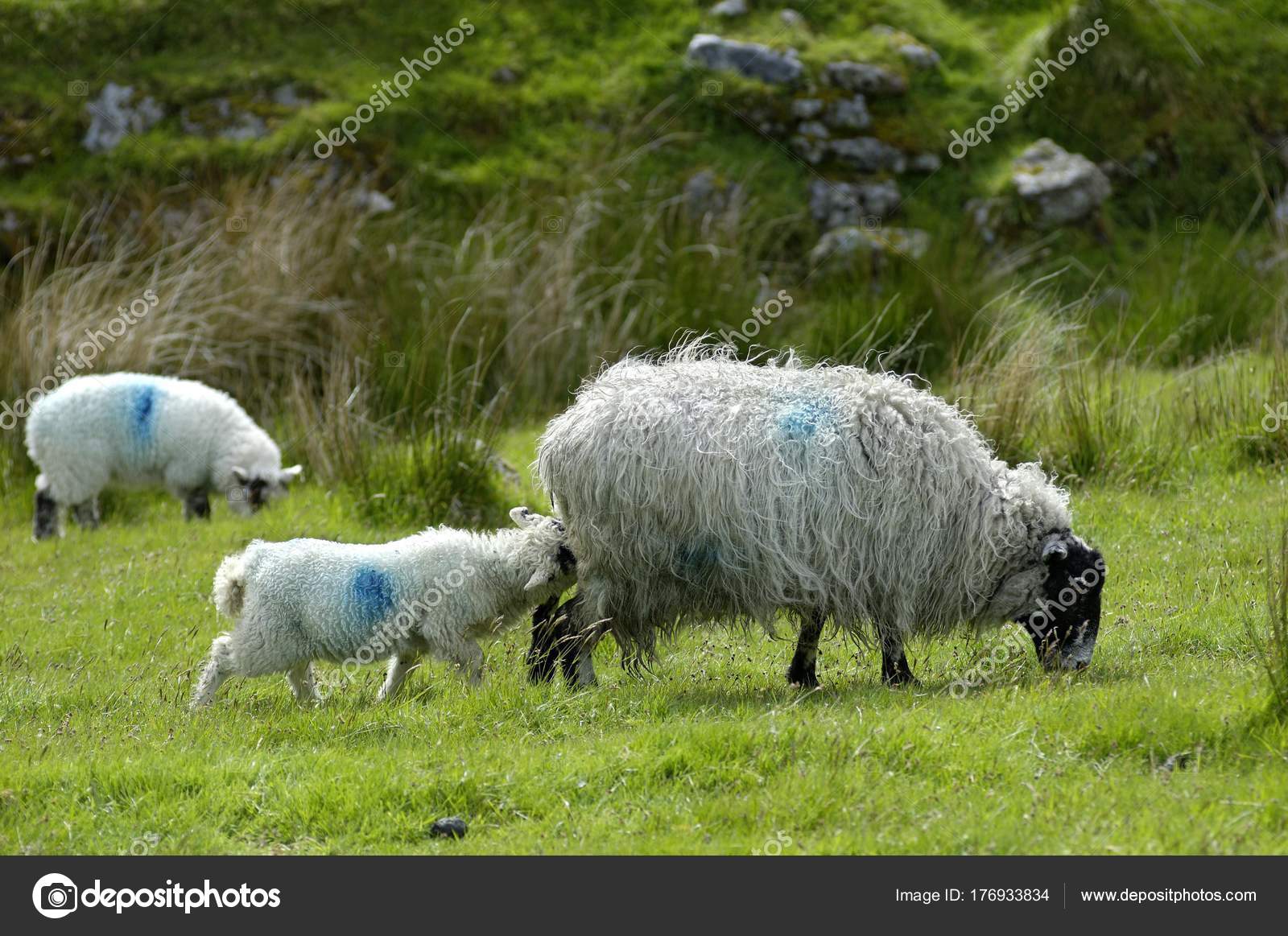 Sheep Dartmoor National Park Devon England Stock Photo by ...