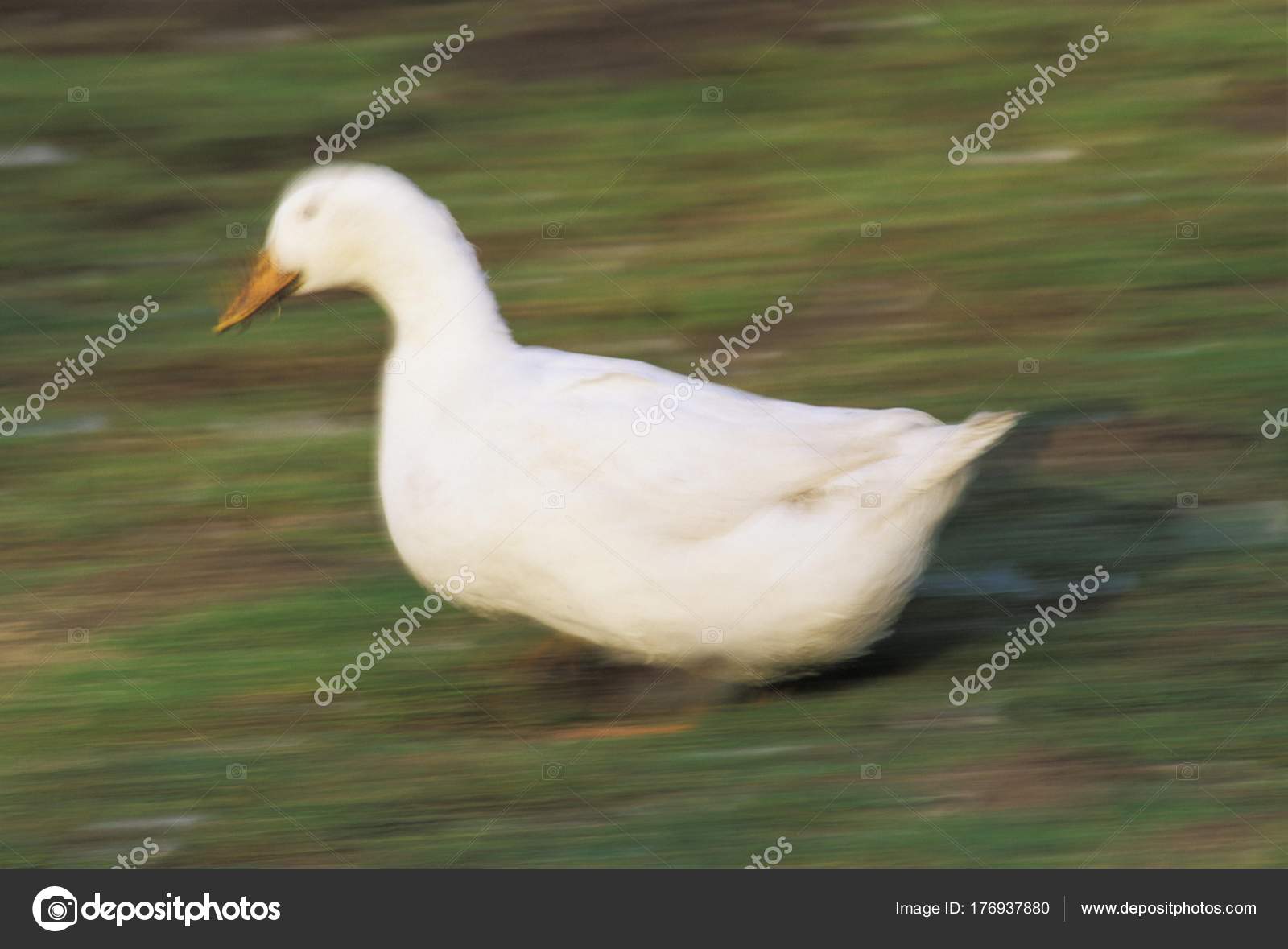 White Goose Running Nature — Stock Photo © imagebrokermicrostock #176937880