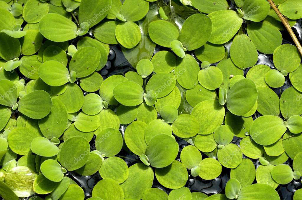Planta flotante Lechuga de agua Pistia estratiotes 2025