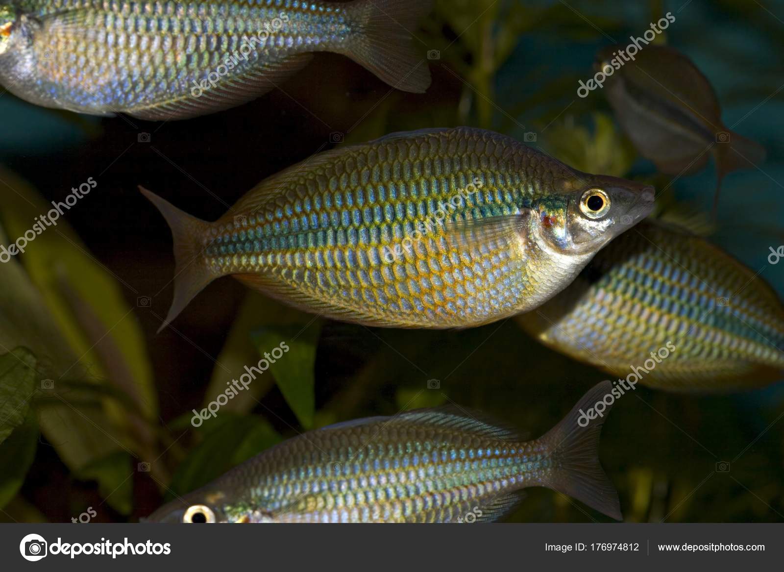 Trifasciata Rainbowfish