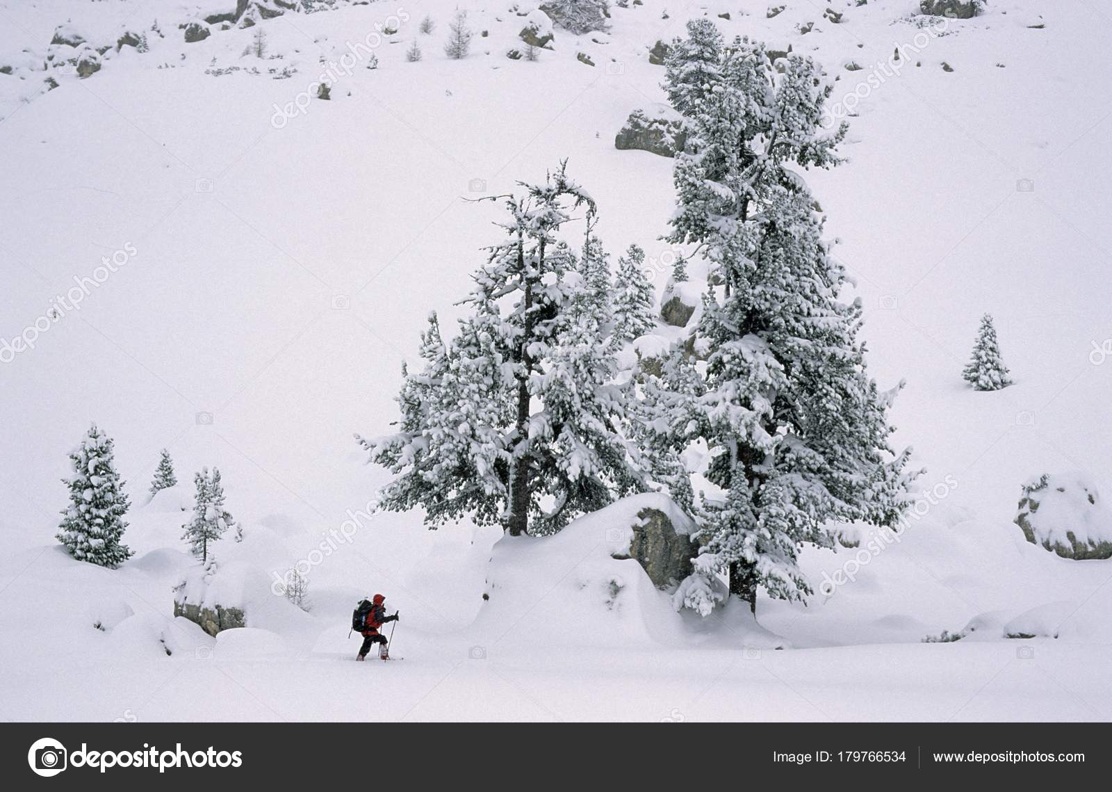 Woman Snowshoeing Valun Campestrin Dolomites Italy — Stock Photo ...