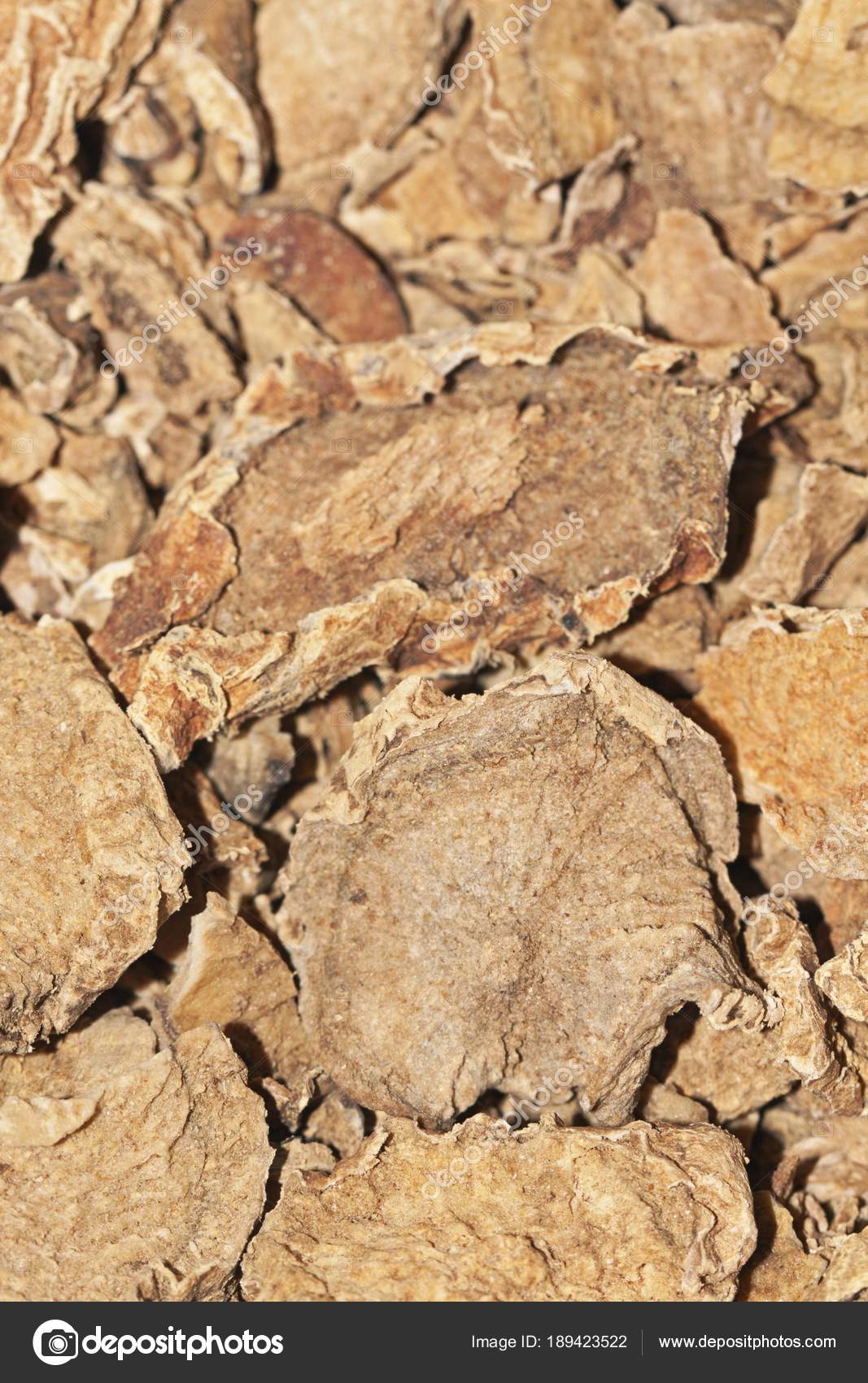 Devil's Claw Harpagophytum Procumbens Medicinal Plant Cancer Therapy ...