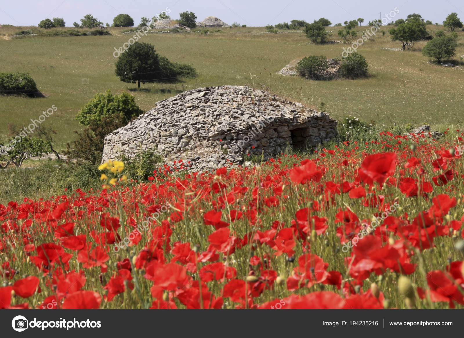 Red Poppy Field Trees Rocks Landscape — Stock Photo ...