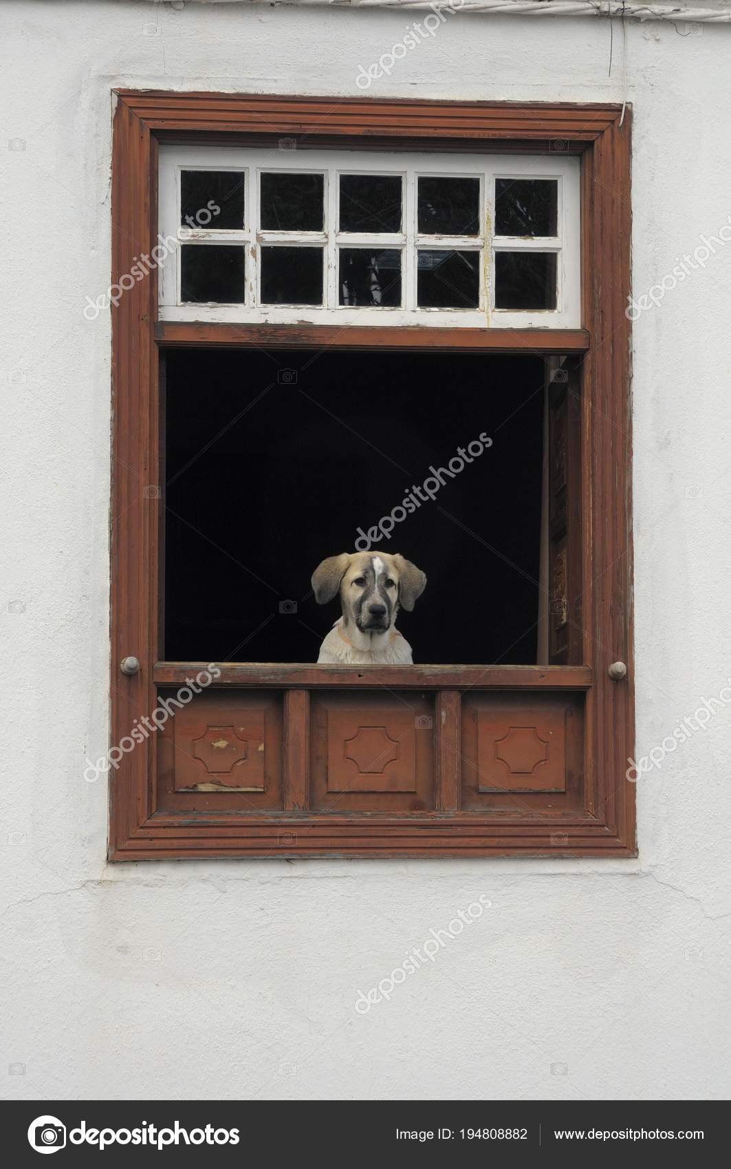 Young Dog Sitting Window House ⬇ Stock Photo, Image by ...