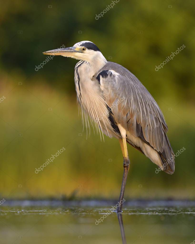 Garza gris (Ardea cinerea), de pie en el agua, Parque Nacional ...