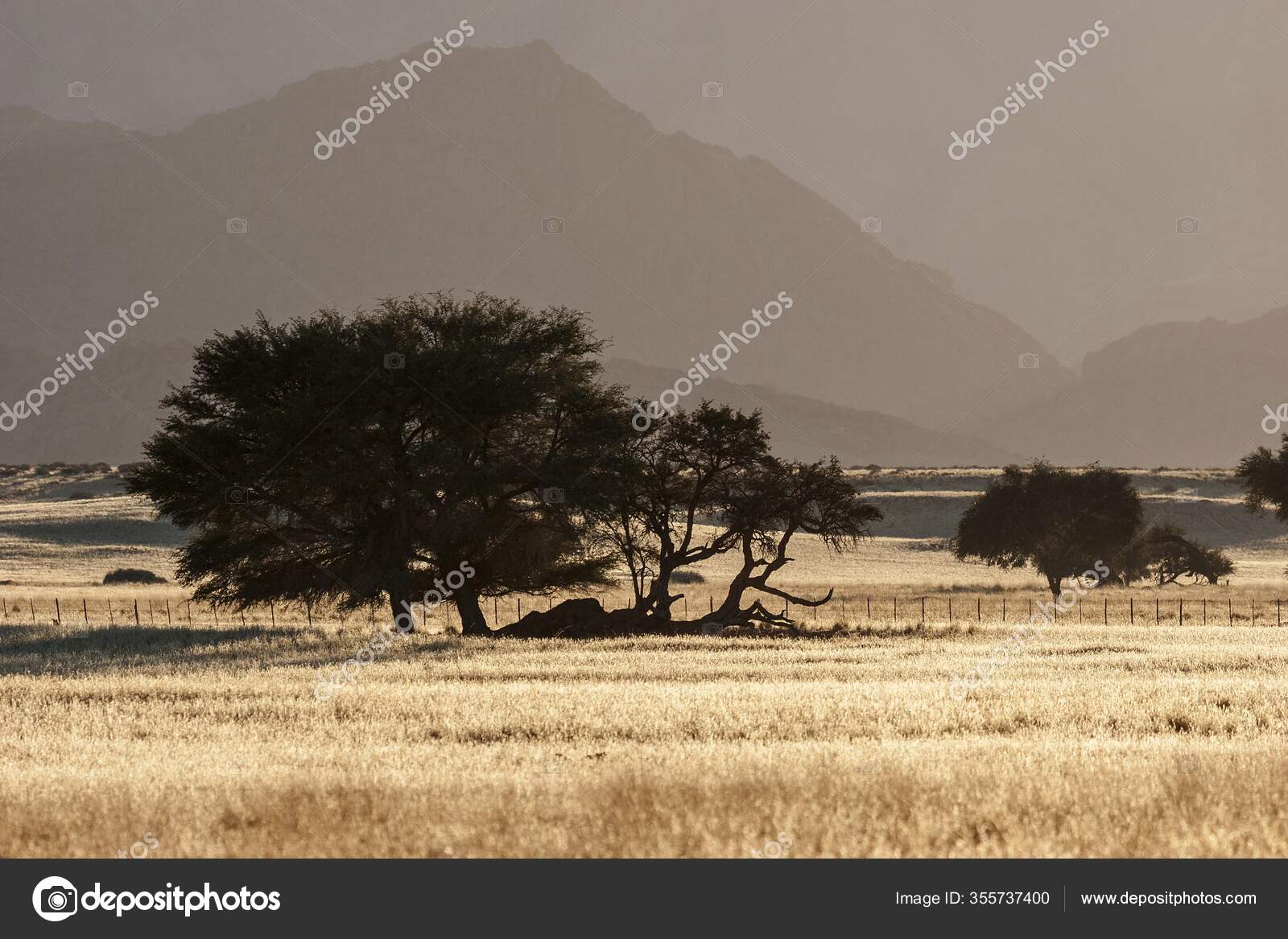 Camel Thorn Trees Vachellia Erioloba Grasslands Sesriem Camp Evening ...