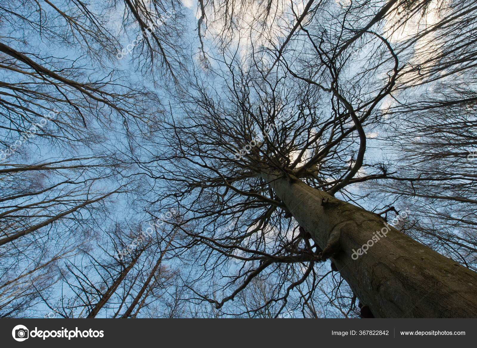 Bukový Les Bukové Stromy Fagus Sylvatica Národní Park Jasmund Rgen ...