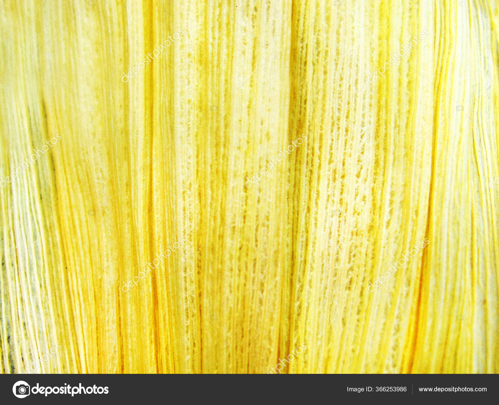 Texture Corn Skin Peel — Stock Photo © logomimi #366253986