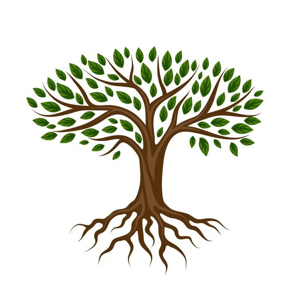 Tree roots Vector Art Stock Images | Depositphotos