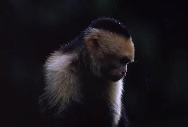 Weeping capuchin monkey Stock Photos, Royalty Free Weeping capuchin ...