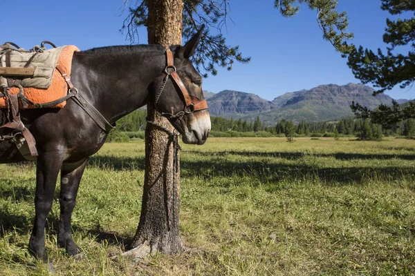 Pacote cavalo Stock Photos, Royalty Free Pacote cavalo Images ...